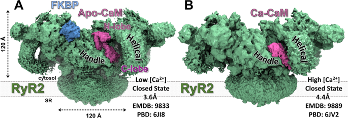 Kinetics and mapping of Ca-driven calmodulin conformations on skeletal ...
