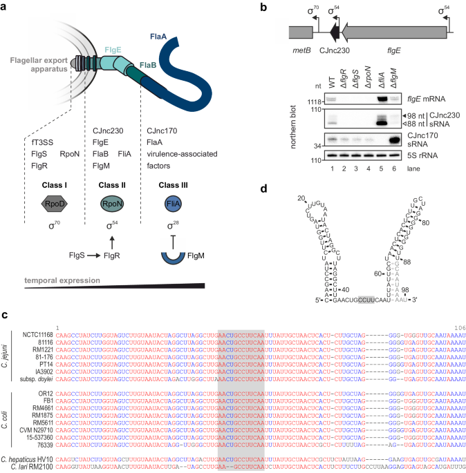 Interplay of two small RNAs fine-tunes hierarchical flagella gene ...