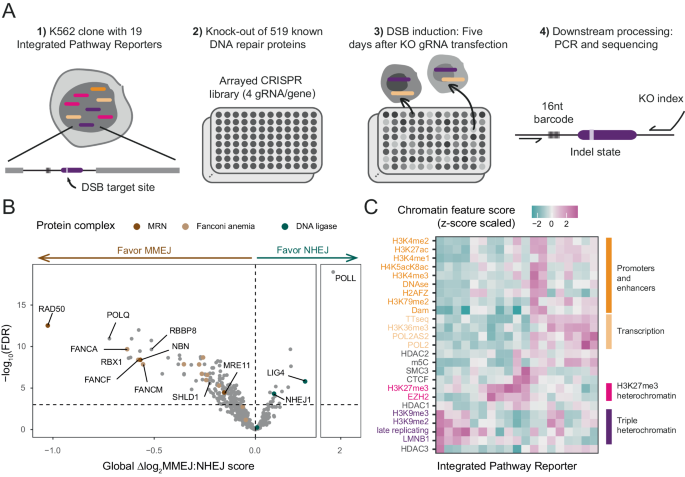 Widespread chromatin context-dependencies of DNA double-strand break ...