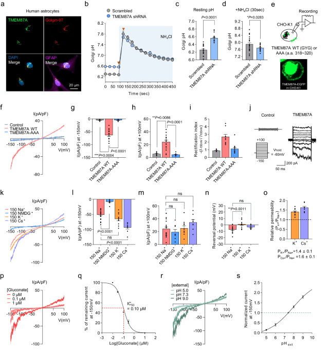 GolpHCat (TMEM87A), a unique voltage-dependent cation channel in Golgi ...