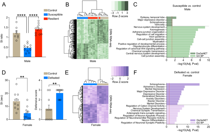 Histone serotonylation in dorsal raphe nucleus contributes to stress ...
