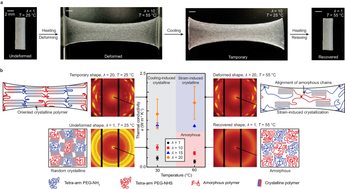 Reversible two-way tuning of thermal conductivity in an end-linked star ...