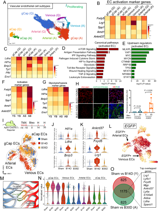 Lung injury-induced activated endothelial cell states persist in aging ...