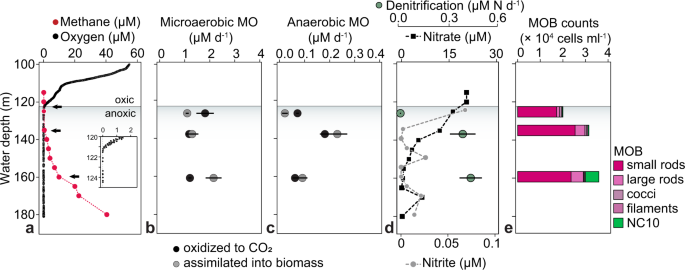 Persistent activity of aerobic methane-oxidizing bacteria in anoxic ...