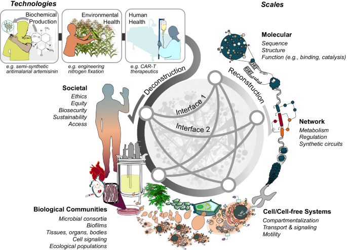 Deconstructing synthetic biology across scales: a conceptual approach ...