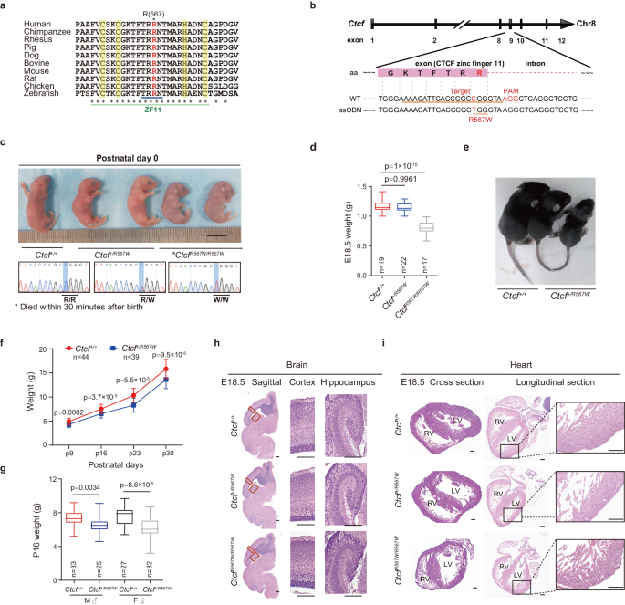 CTCF mutation at R567 causes developmental disorders via 3D genome ...