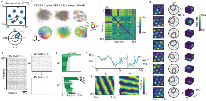 Uncovering 2-D toroidal representations in grid cell ensemble activity ...