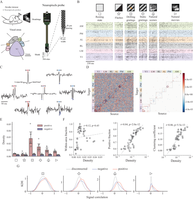 Stimulus type shapes the topology of cellular functional networks in mouse visual cortex ...