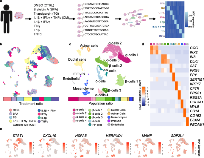 Identification of unique cell type responses in pancreatic islets to ...