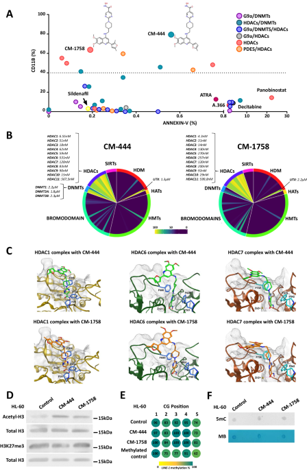 Epigenetic-based differentiation therapy for Acute Myeloid Leukemia | Nature Communications