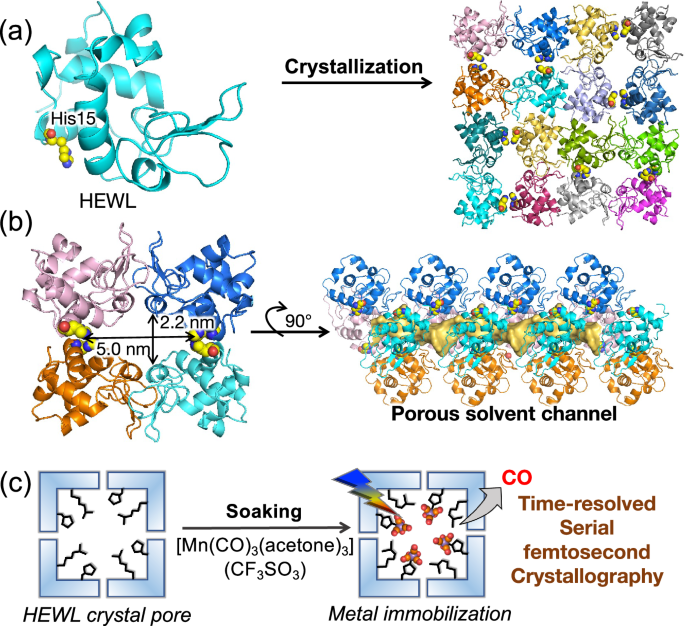 Real-time observation of a metal complex-driven reaction intermediate ...