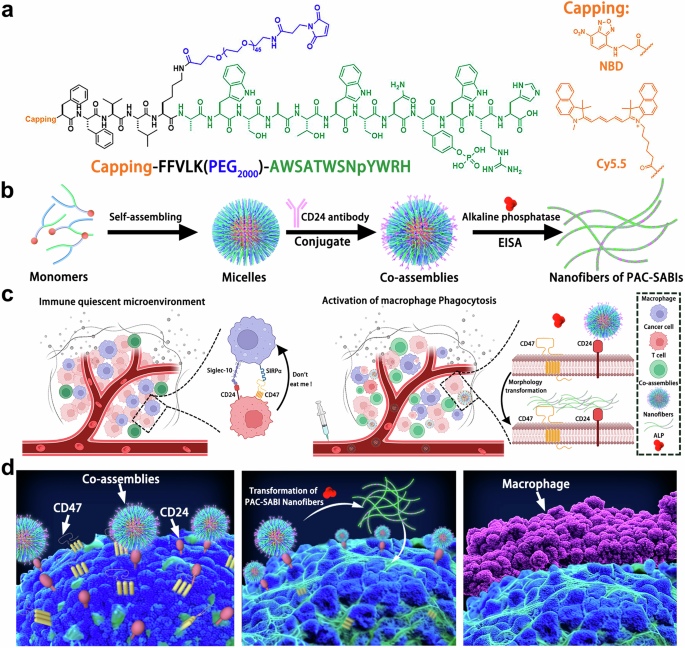 An in-situ peptide-antibody self-assembly to block CD47 and CD24 ...