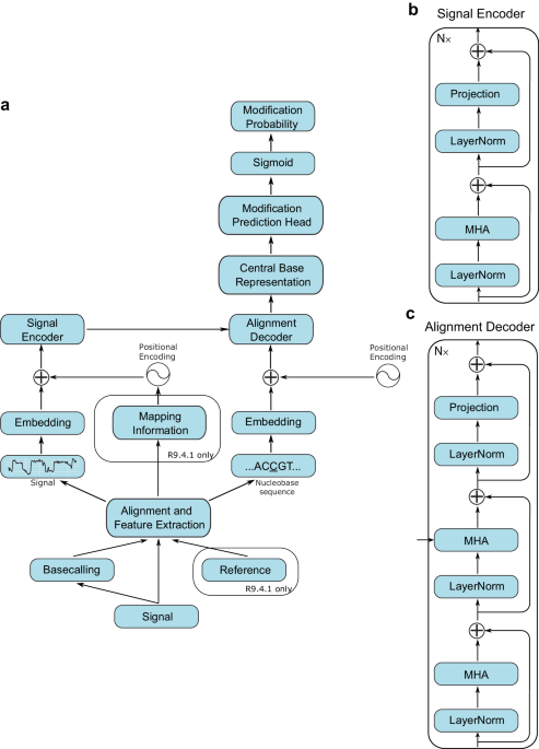 Rockfish: A transformer-based model for accurate 5-methylcytosine prediction from nanopore ...