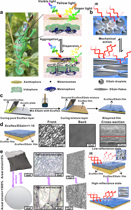 Chameleon-inspired tunable multi-layered infrared-modulating system via ...