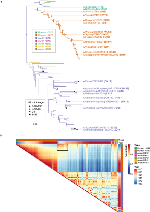 A(H2N2) and A(H3N2) influenza pandemics elicited durable cross-reactive ...