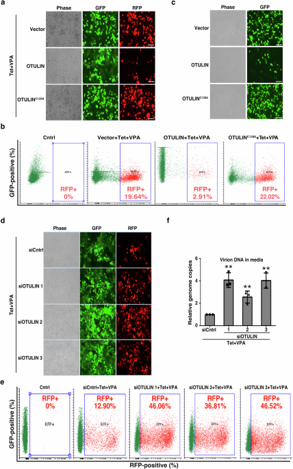 Linear ubiquitination regulates the KSHV replication and transcription ...