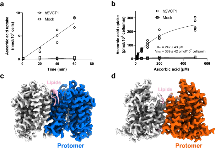 Dimeric transport mechanism of human vitamin C transporter SVCT1 ...