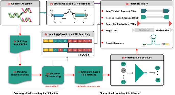 HiTE: a fast and accurate dynamic boundary adjustment approach for full ...