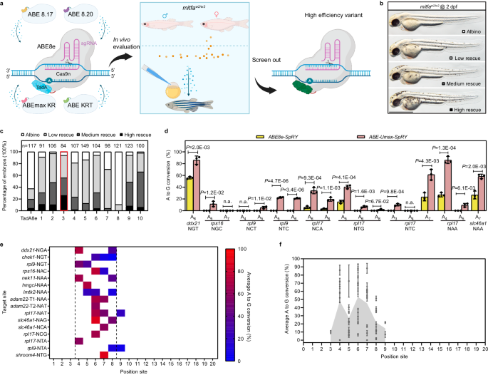 ABE-ultramax for high-efficiency biallelic adenine base editing in ...
