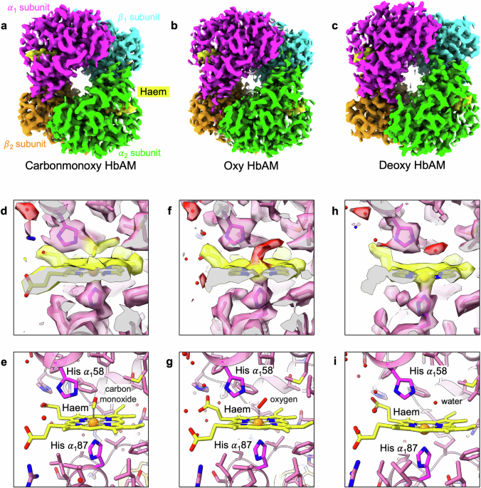 The unique allosteric property of crocodilian haemoglobin elucidated by ...