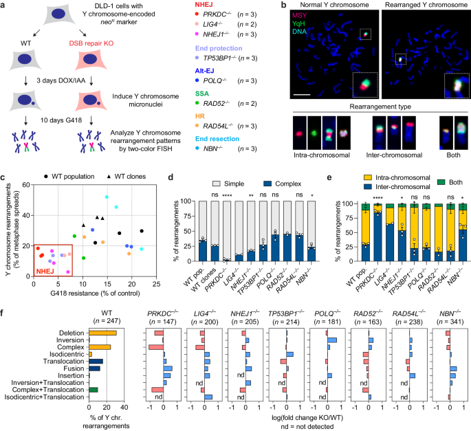 Non-homologous end joining shapes the genomic rearrangement landscape ...