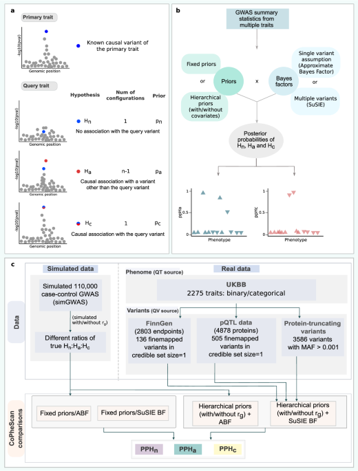 CoPheScan: phenome-wide association studies accounting for linkage disequilibrium | Nature ...