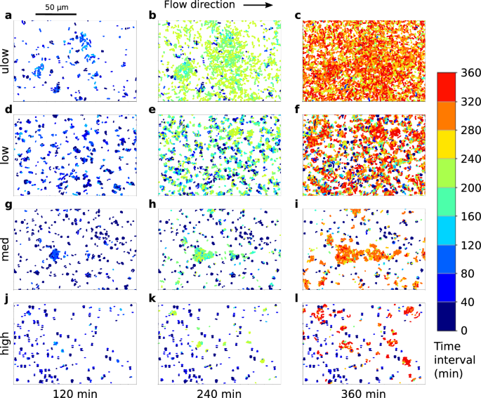 Fluid flow drives phenotypic heterogeneity in bacterial growth and ...