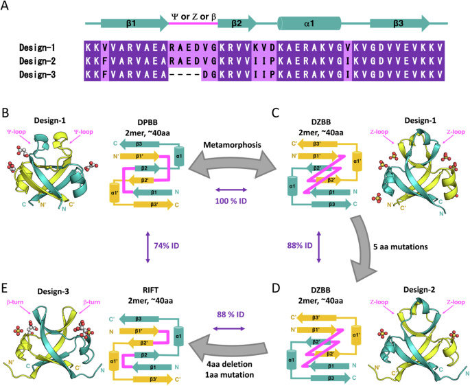 An ancestral fold reveals the evolutionary link between RNA polymerase ...