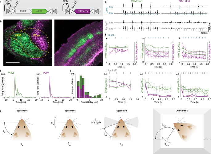 Co-coding of head and whisker movements by both VPM and POm thalamic ...