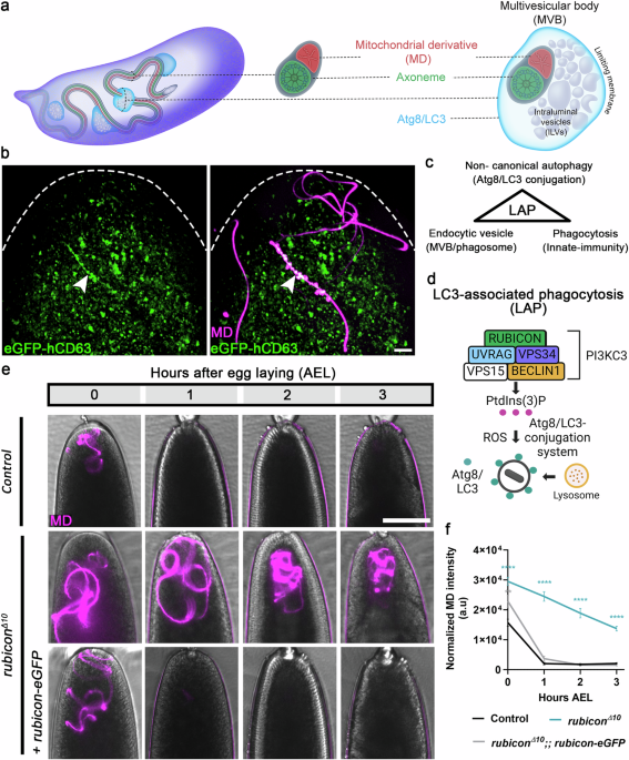 Egg multivesicular bodies elicit an LC3-associated phagocytosis-like ...