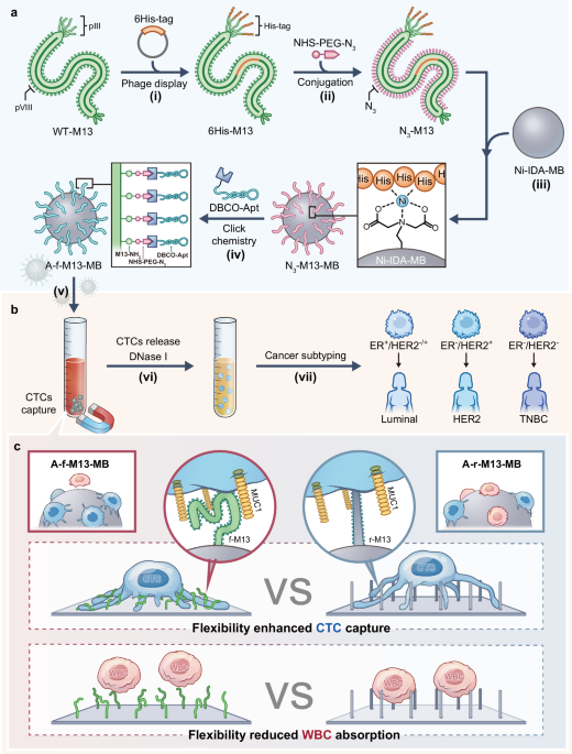 Harnessing virus flexibility to selectively capture and profile rare ...