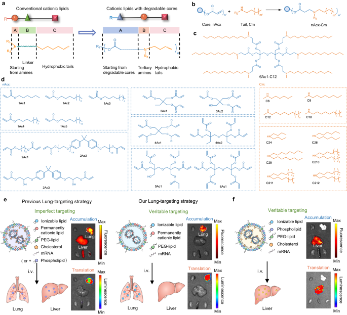 Reformulating lipid nanoparticles for organ-targeted mRNA accumulation ...