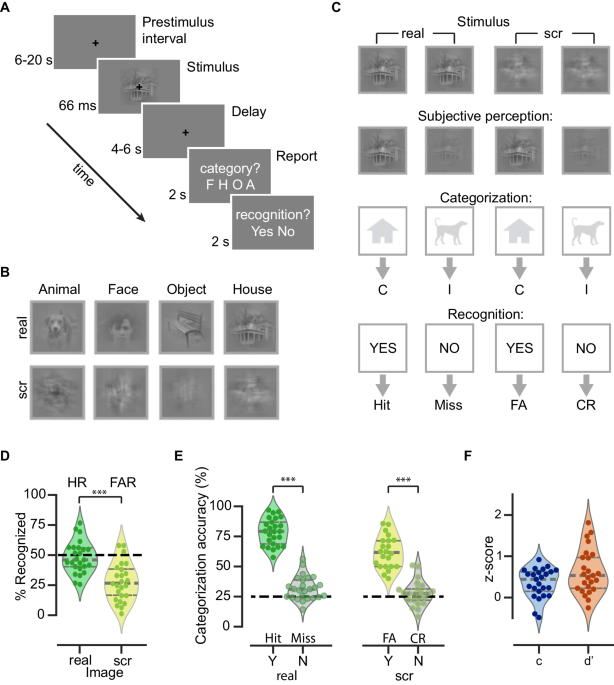 Network mechanisms of ongoing brain activity’s influence on conscious ...