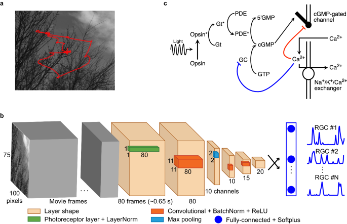 Biophysical neural adaptation mechanisms enable artificial neural networks to capture dynamic ...