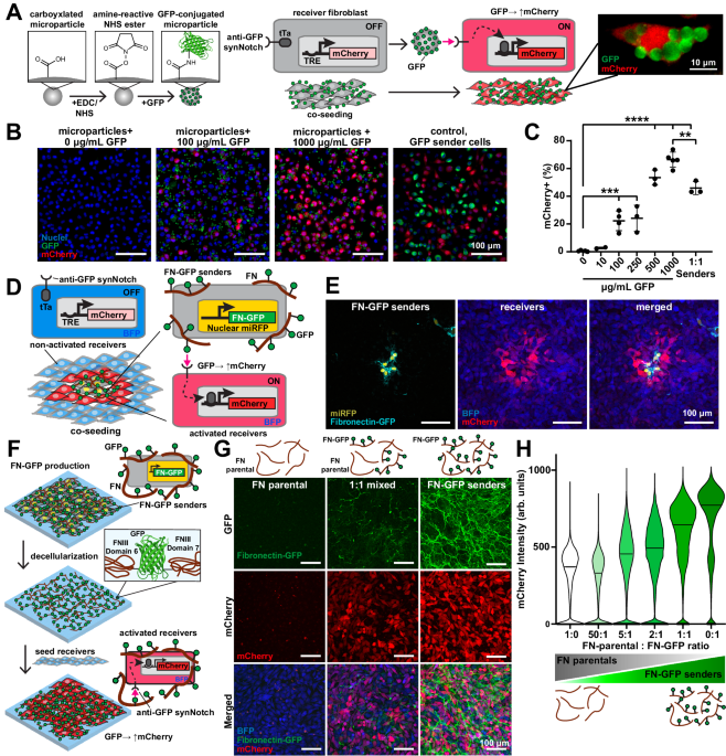 Engineering programmable material-to-cell pathways via synthetic notch receptors to spatially ...