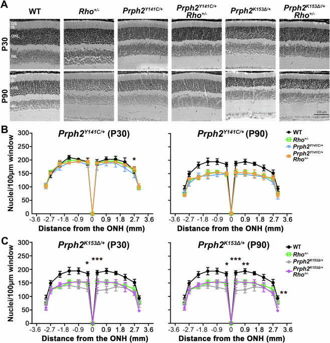 Author Correction: Downregulation of rhodopsin is an effective ...