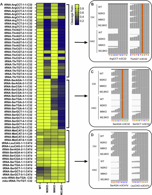 m3C32 tRNA modification controls serine codon-biased mRNA translation ...