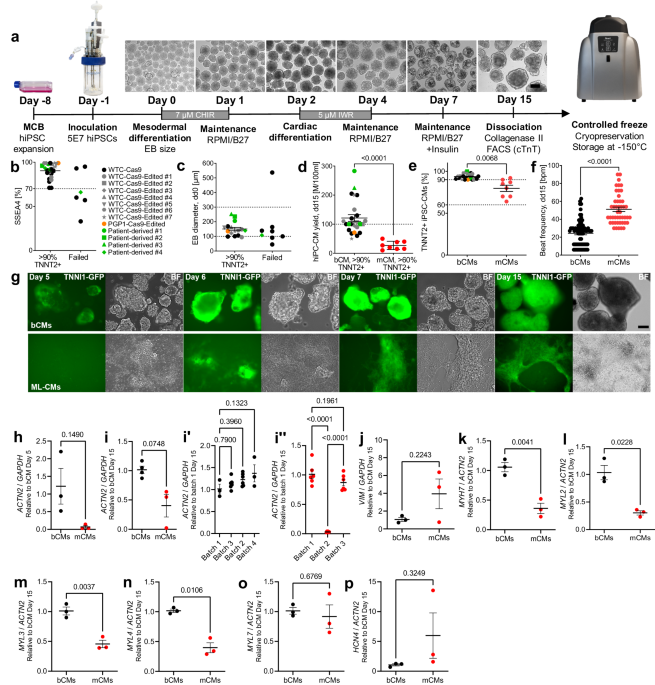 Efficient and reproducible generation of human iPSC-derived ...