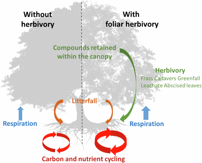 The impact of insect herbivory on biogeochemical cycling in broadleaved ...