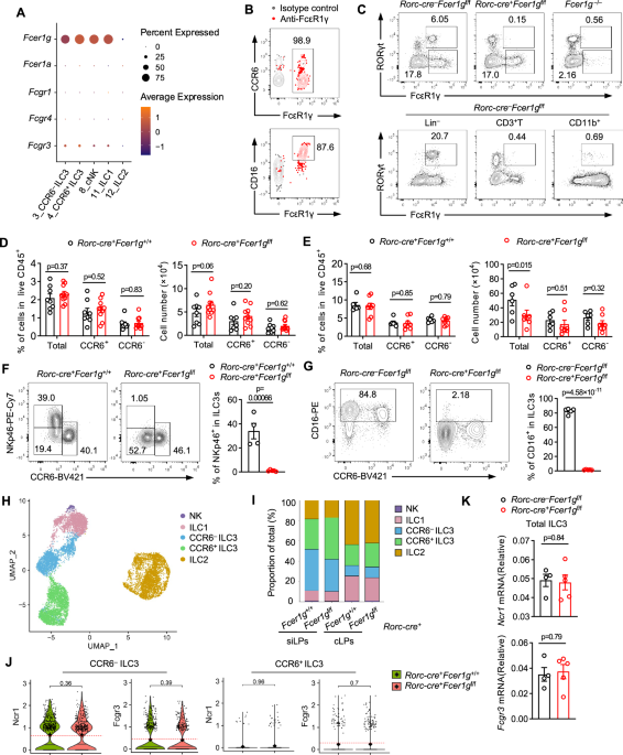 Antibody Fc-receptor FcεR1γ stabilizes cell surface receptors in group ...