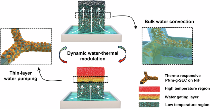 Thermo-adaptive interfacial solar evaporation enhanced by dynamic water ...