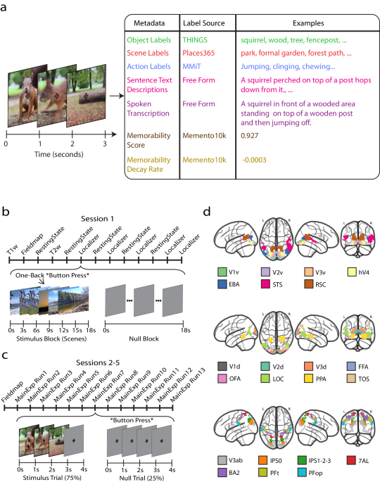 Modeling short visual events through the BOLD moments video fMRI dataset and metadata | Nature ...