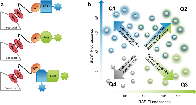 Allosteric nanobodies to study the interactions between SOS1 and RAS ...