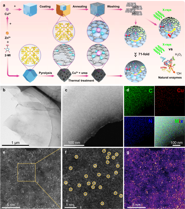 Enhancing radiation-resistance and peroxidase-like activity of single ...