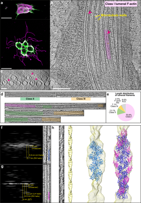 CryoET reveals actin filaments within platelet microtubules | Nature Communications