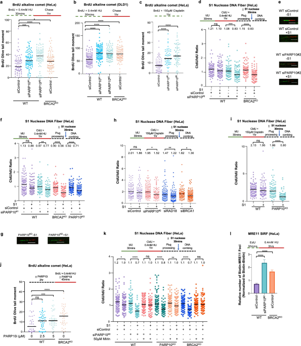 PARP10 promotes the repair of nascent strand DNA gaps through RAD18 ...