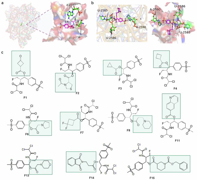 A synthetic antibiotic class with a deeply-optimized design for ...