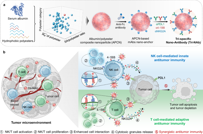 Orchestrating NK and T cells via tri-specific nano-antibodies for ...