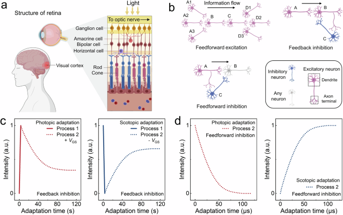 Adaptative machine vision with microsecond-level accurate perception ...