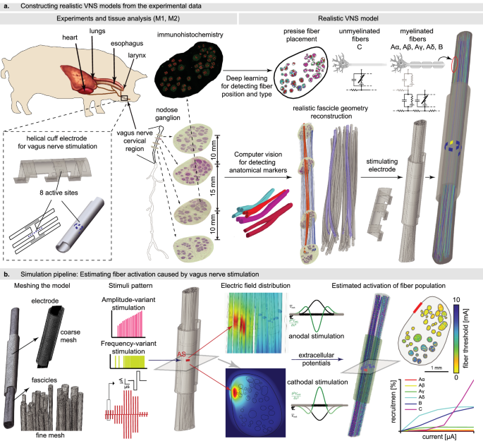 Towards enhanced functionality of vagus neuroprostheses through in ...